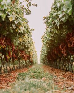 Agricultural Investment & Asset Management - Illume Agriculture